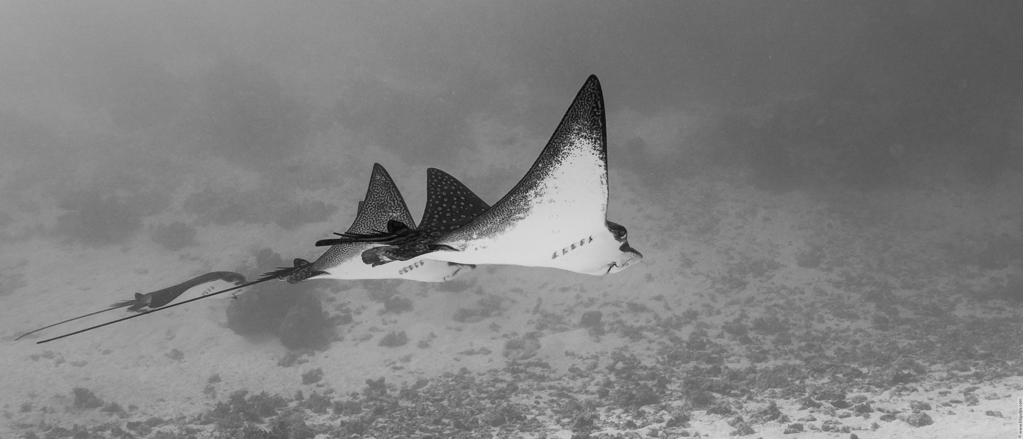 Les secrets pour nager avec les raies et les requins de Moorea